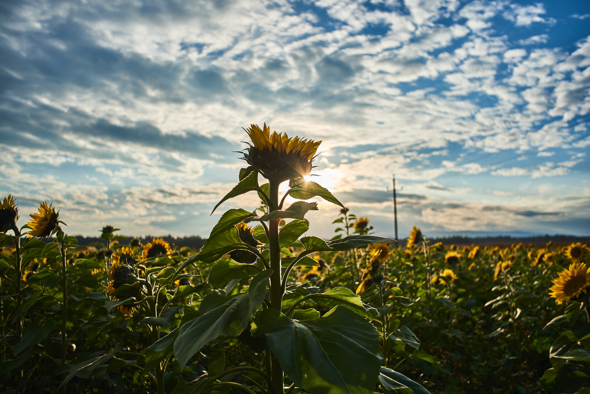 Argus SA – Producator de Ulei Vegetal in Romania